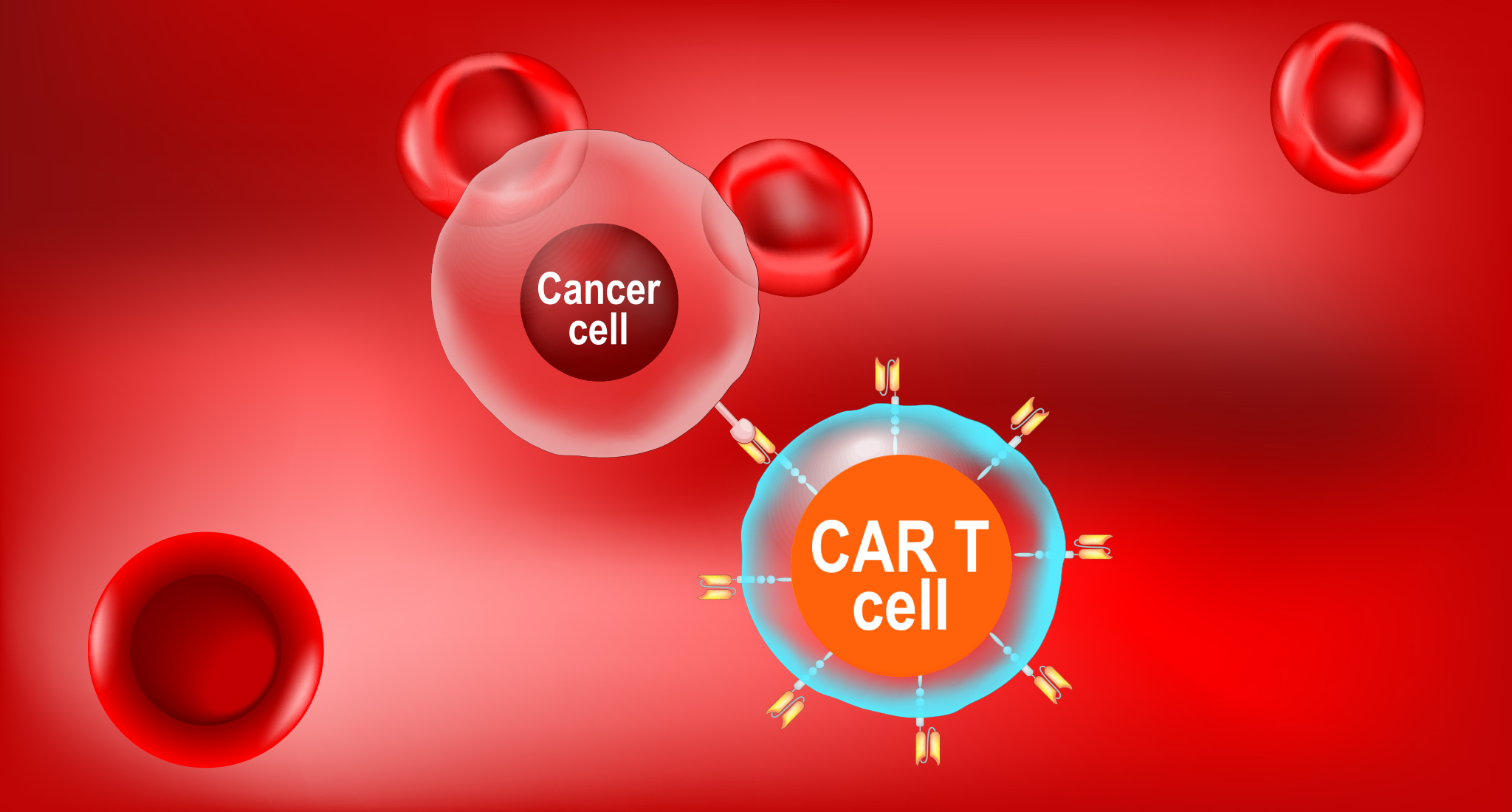 CAR T cell therapy- Major breakthrough in cancer treatment